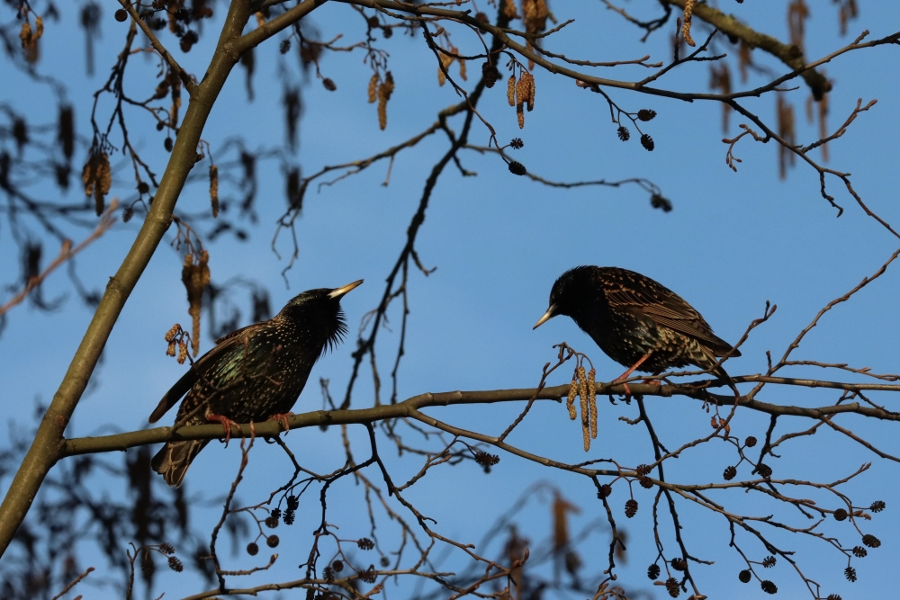 Latvijas Ornitoloģijas biedrība par 2025. gada putnu izziņo mājas ...